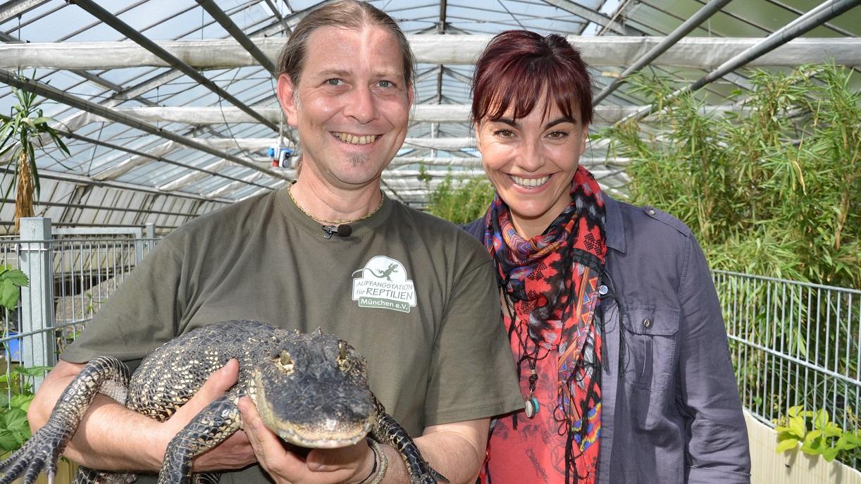 Der Auszug der Alligatoren