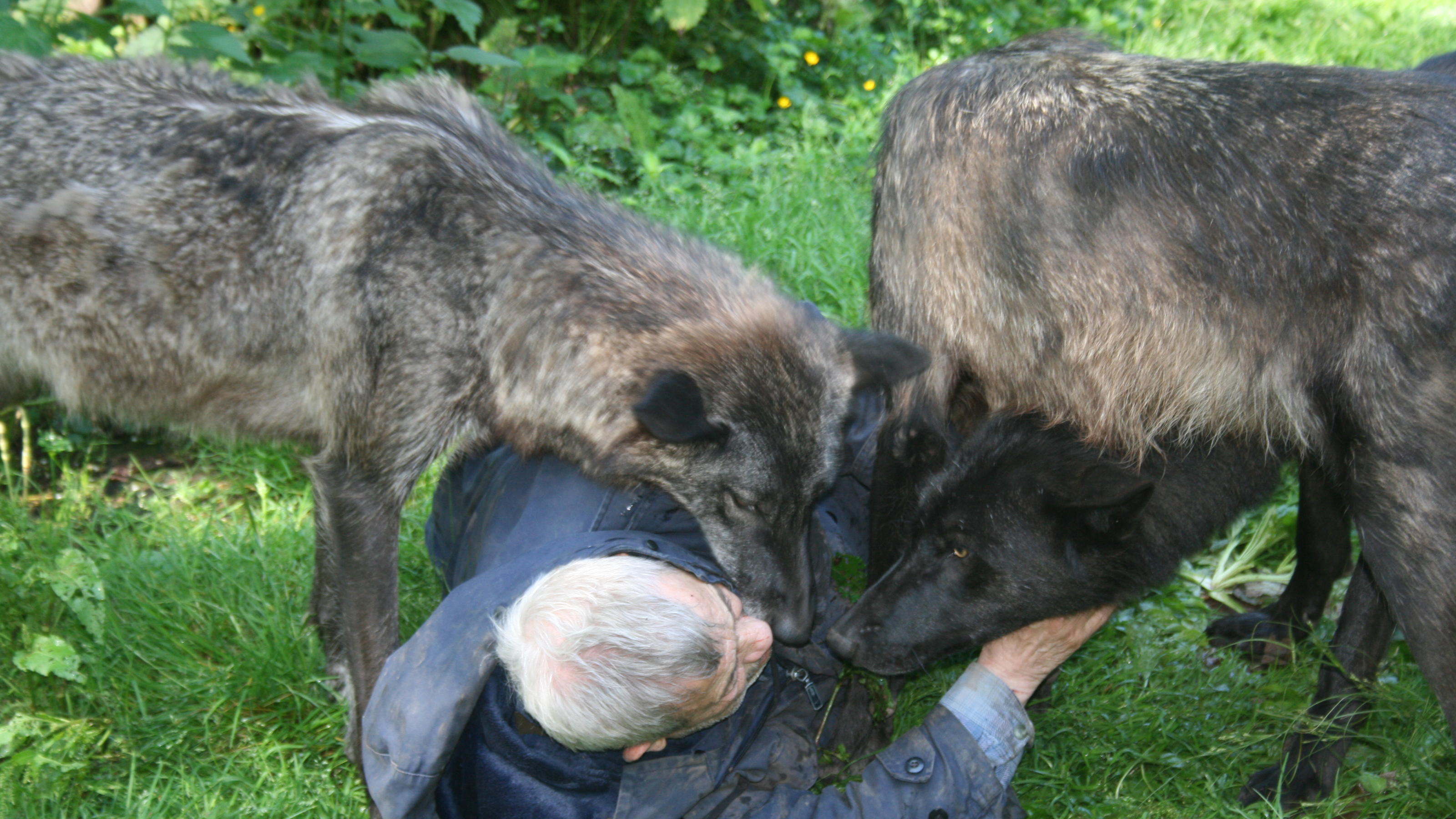 Mal Mensch, mal Wolf