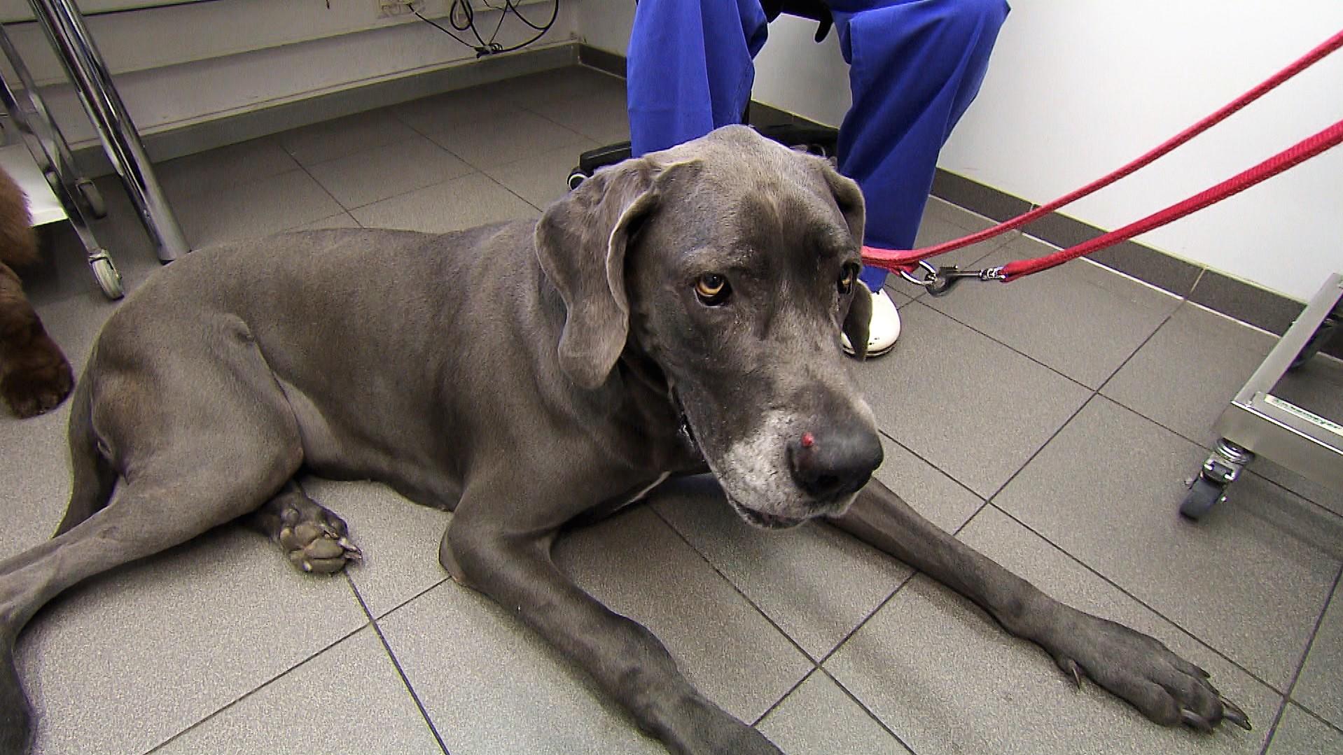 hundkatzemaus: Ehepaar Volker hofft auf die Diagnose von Dr. Werner Thiet hundkatzemaus: Ehepaar Volker hofft auf die Diagnose von Dr. Werner Thiet