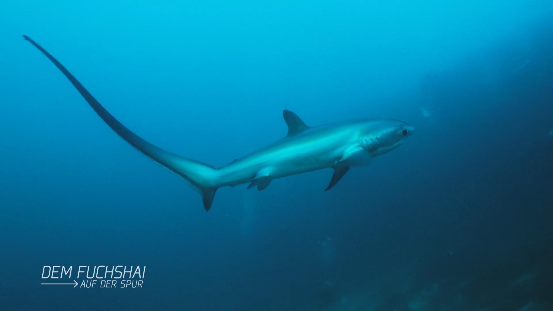 Perfekte Bedingungen: Der Fuchshai zeigt sich