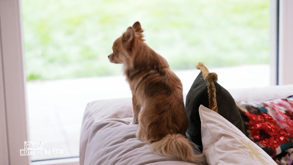 Die Hunde eskalieren komplett