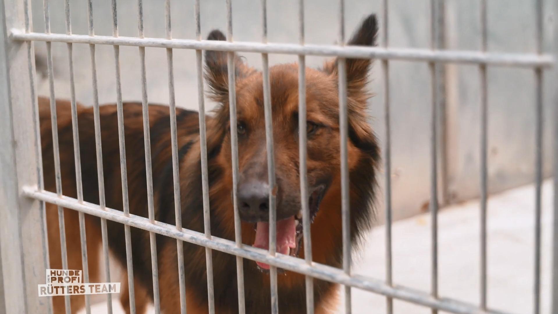 Vermittlungsaufruf bei "Der Hundeprofi - Rütters Team": Baku sucht ein ...