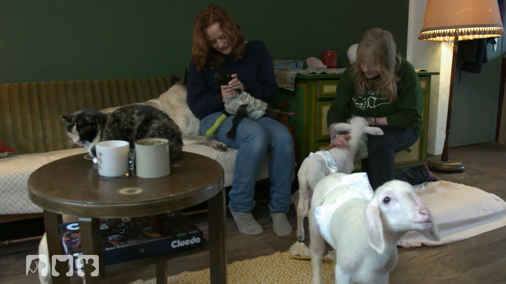 Bei Lämmer-Nanny Ann-Christin leben Hunde, Katzen und Lämmchen ...