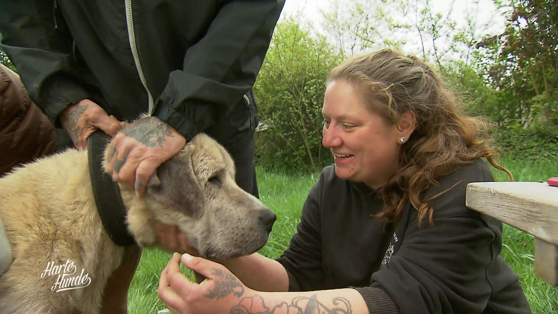 Kangal Pascha beim Tierarzt: Hält er still fürs Blutbild?